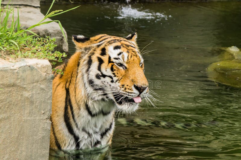 Tiger stock image. Image of escape, rare, warm, time - 99778697