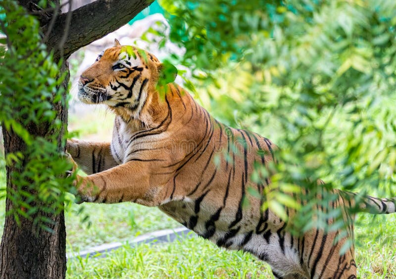 Tiger climbing a tree log stock image. Image of holidays - 108816199