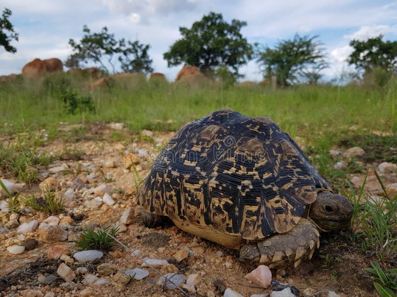 Tiger Turtle on a Game Reserve Stock Photo - Image of travel, africa ...