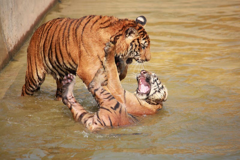 120 Two Tigers Fighting Water Photos - Free & Royalty-Free Stock Photos from Dreamstime