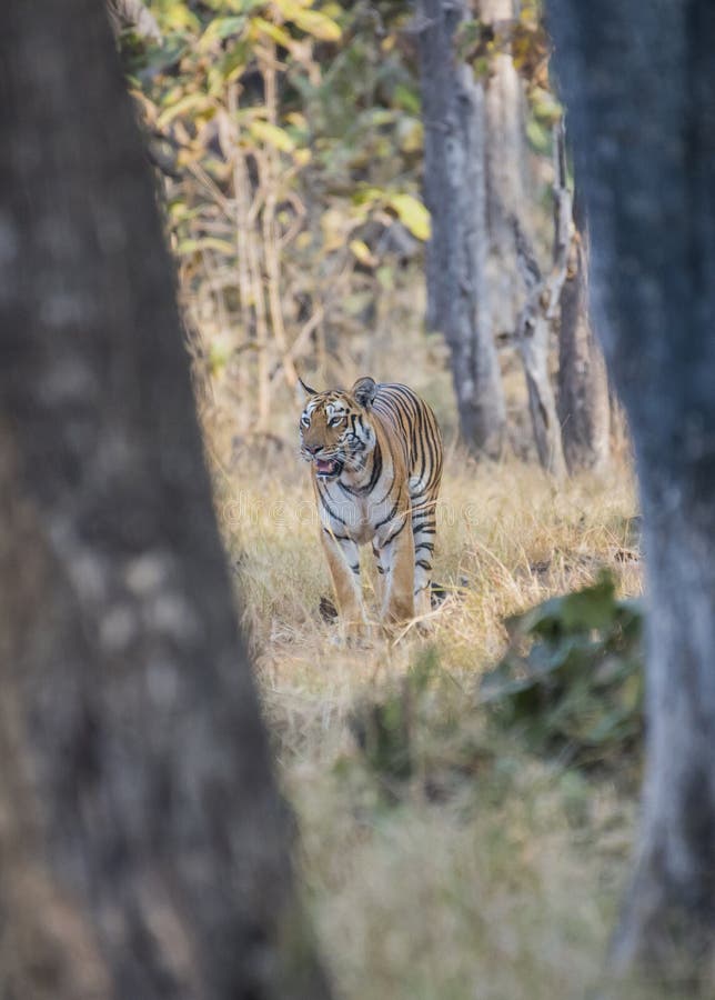 Tiger between two trees stock image. Image of anger, bengal - 76796609