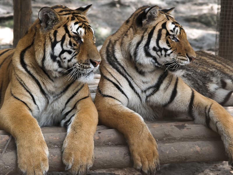 Tiger brothers stock image. Image of carnivore, beast - 59943437