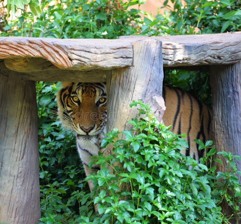 Tiger in shadow stock image. Image of tigris, jungle - 12290867