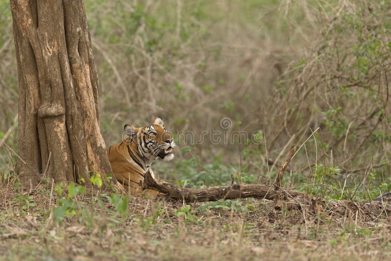 Tiger on the forest track stock image. Image of royal - 48778713