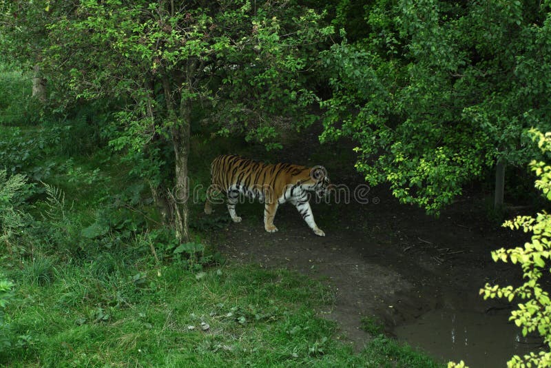 370 Tiger Under Tree Stock Photos - Free & Royalty-Free Stock Photos ...