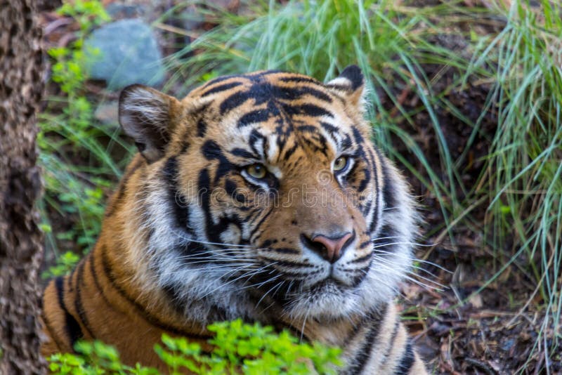 Tiger stock image. Image of wild, crouch, animal, stripes - 47944087