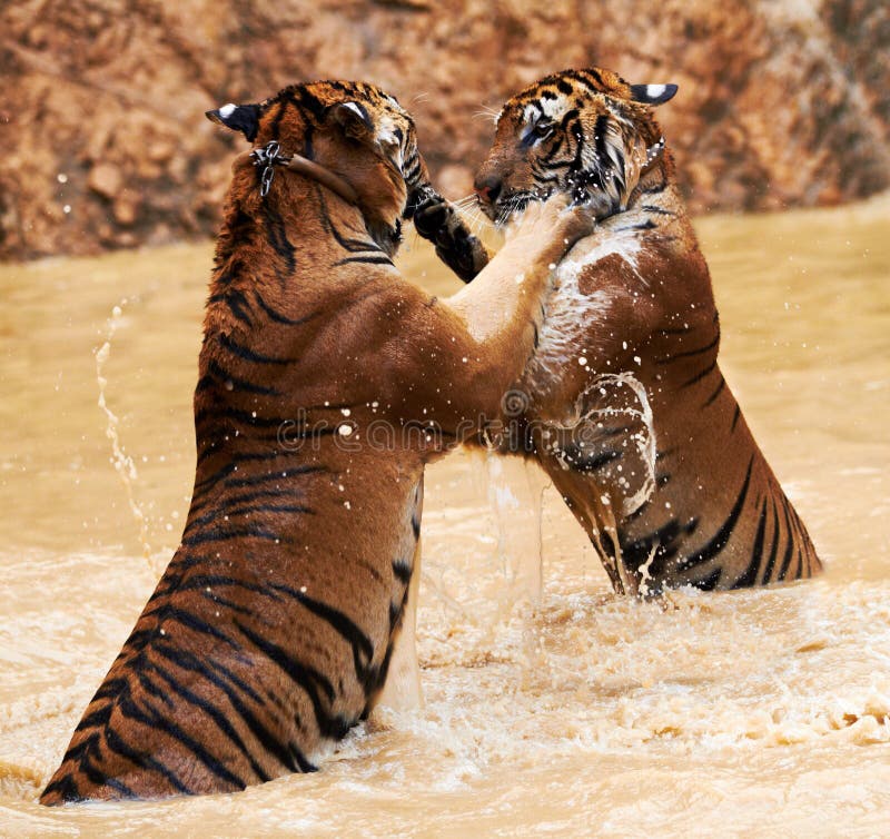 Tiger Vs Tiger. Two Tigers Fighting on Their Hind Legs in a Dam. Stock ...