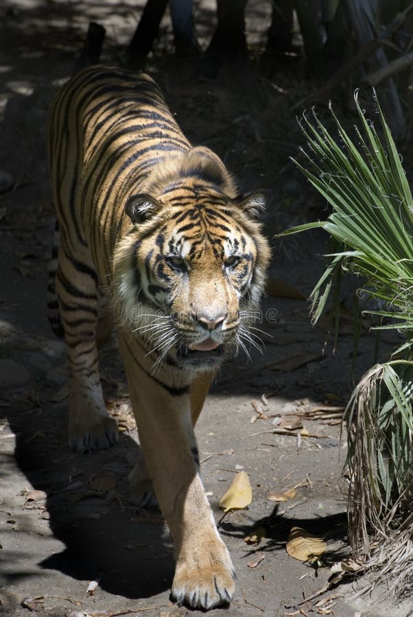 Curious Tiger Cub stock image. Image of orange, cubs, animals - 5311193
