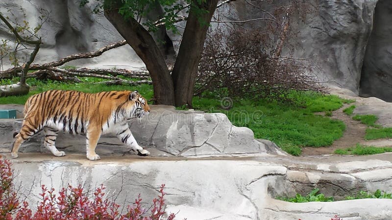 Tiger stock image. Image of tiger, walk, animal, landscape - 66539731