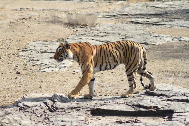 Tiger walk stock image. Image of strips, walk, rock, attitude - 92286627