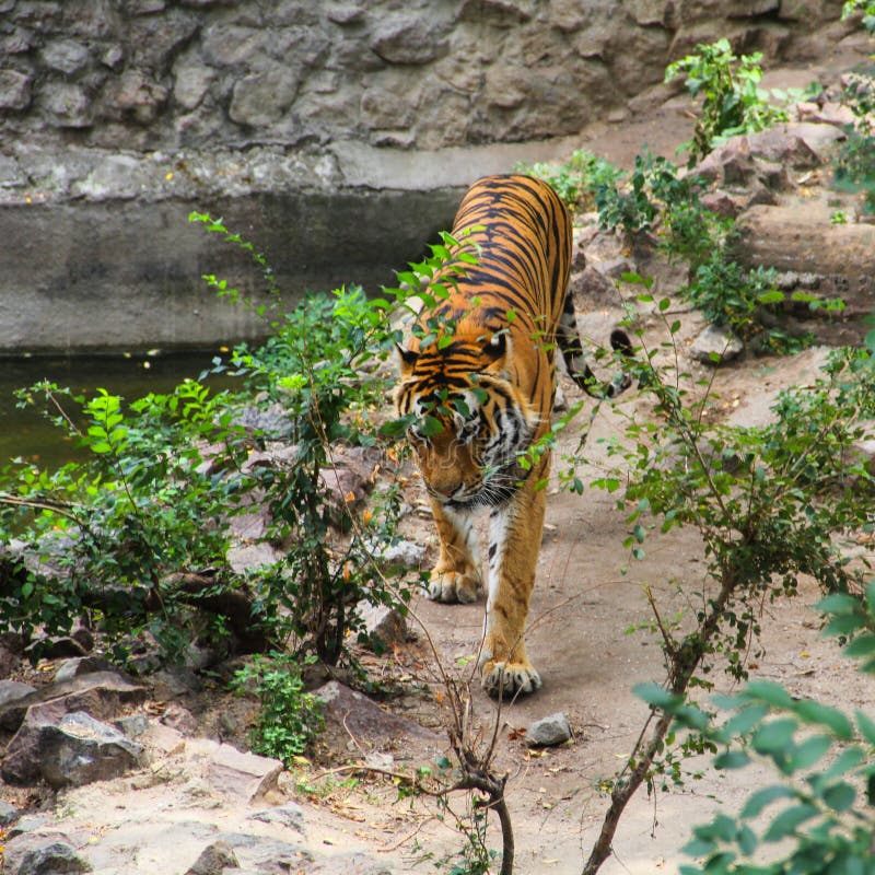 Tiger on a Walk in the Aviary Stock Photo - Image of leaves, mammal ...