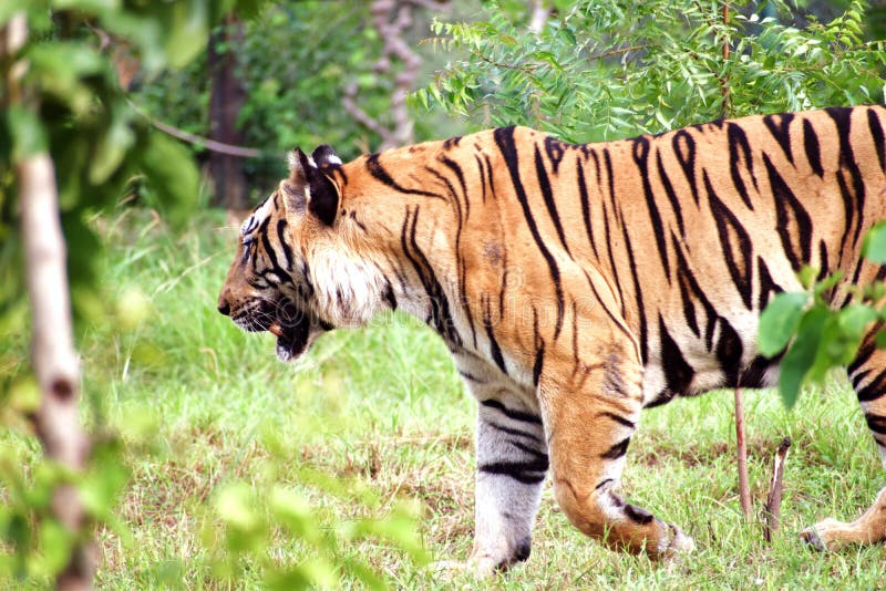 The Tiger Walk in the Forest Stock Image - Image of tiger, savanna ...