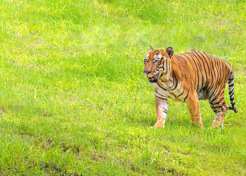 A Tiger on a walk stock photo. Image of beauty, wild - 246193522