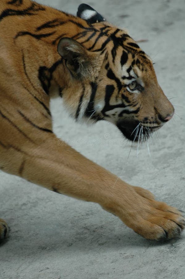 Tiger walk stock photo. Image of climb, city, activity - 84171082