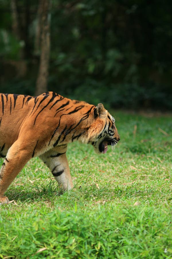 Tiger walking stock image. Image of mammal, wildlife, stripes - 1968495