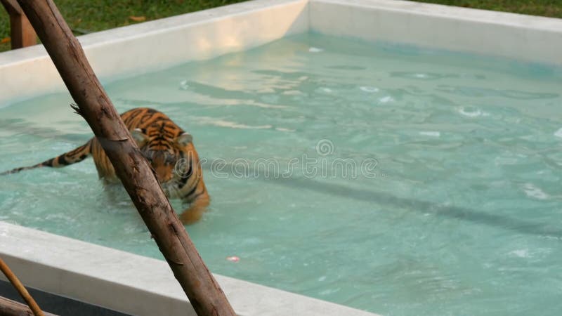 Tiger Walking in a Blue Pool Stock Video - Video of creatures ...