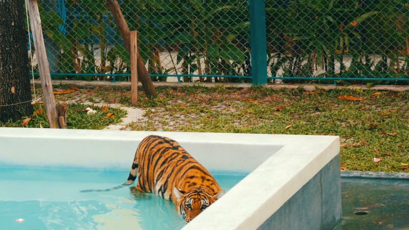 Tiger Walking in a Blue Pool Stock Video - Video of hunter, head: 110355785