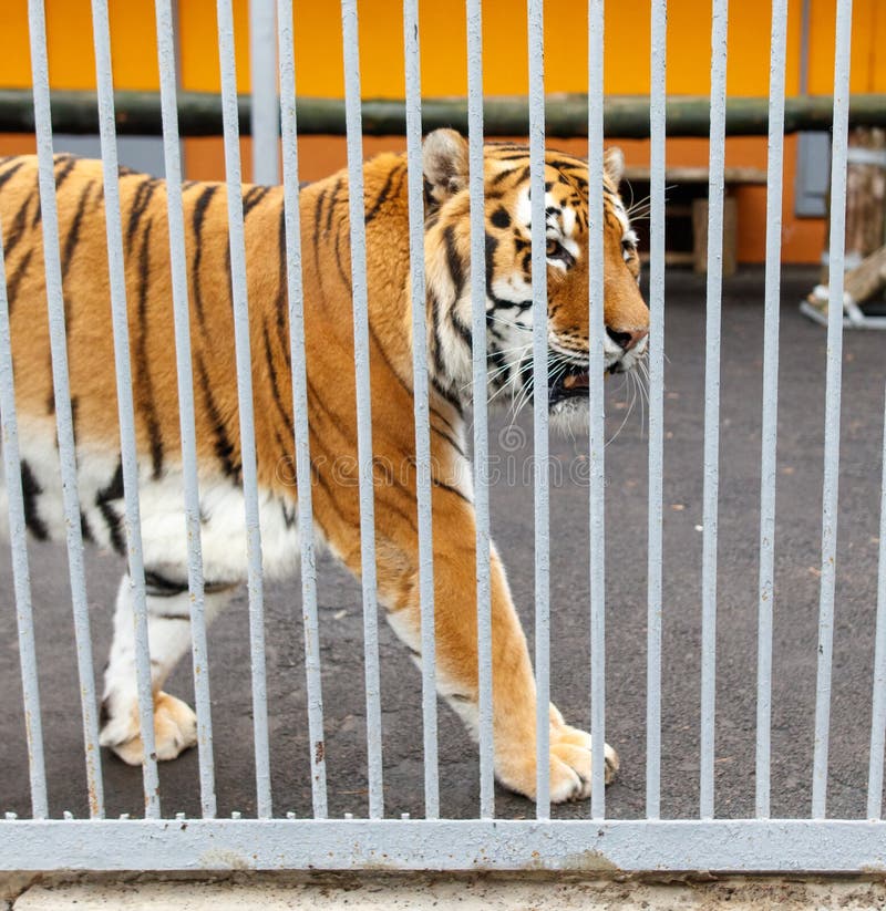 A Tiger is Walking through a Cage with Bars Stock Photo - Image of cage ...