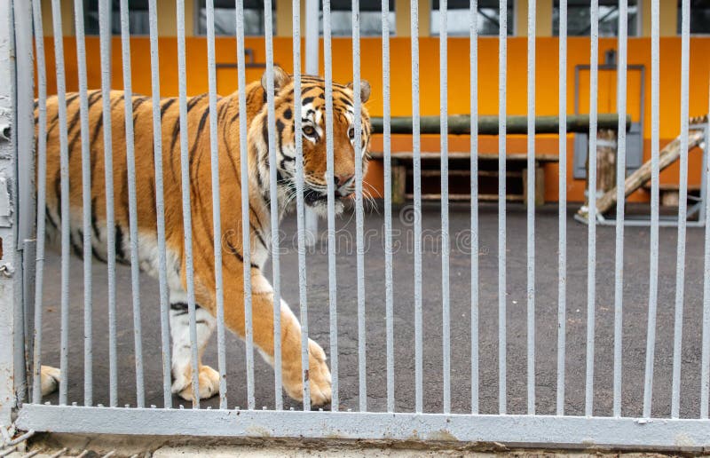 A Tiger is Walking through a Cage with Bars Stock Photo - Image of ...
