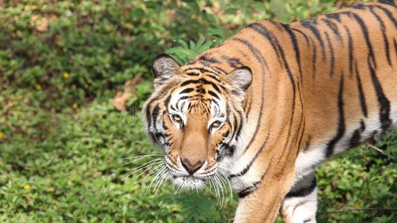 Tiger Walking Behind Glass, Wild Animal in Protected Nature Reserve ...