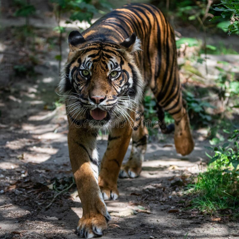 Tiger Walking in the Forest Stock Image - Image of orange, head: 196107537