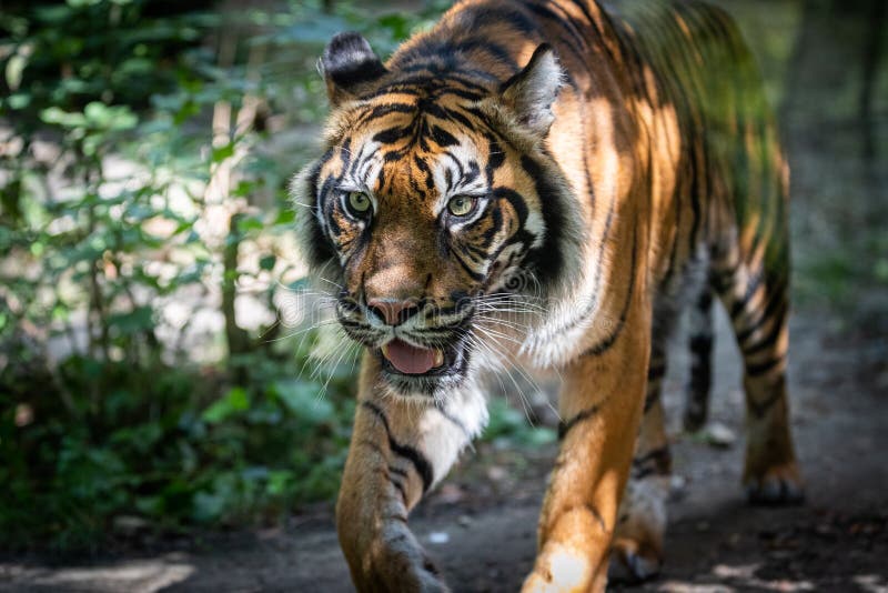 Tiger Walking in the Forest Stock Image - Image of beast, feline: 196107563