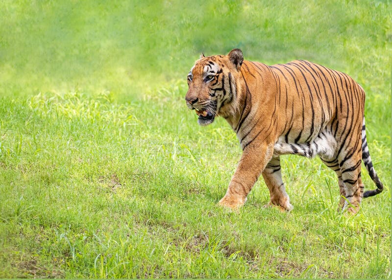 Tiger walking stock image. Image of cool, photogenic - 251546469