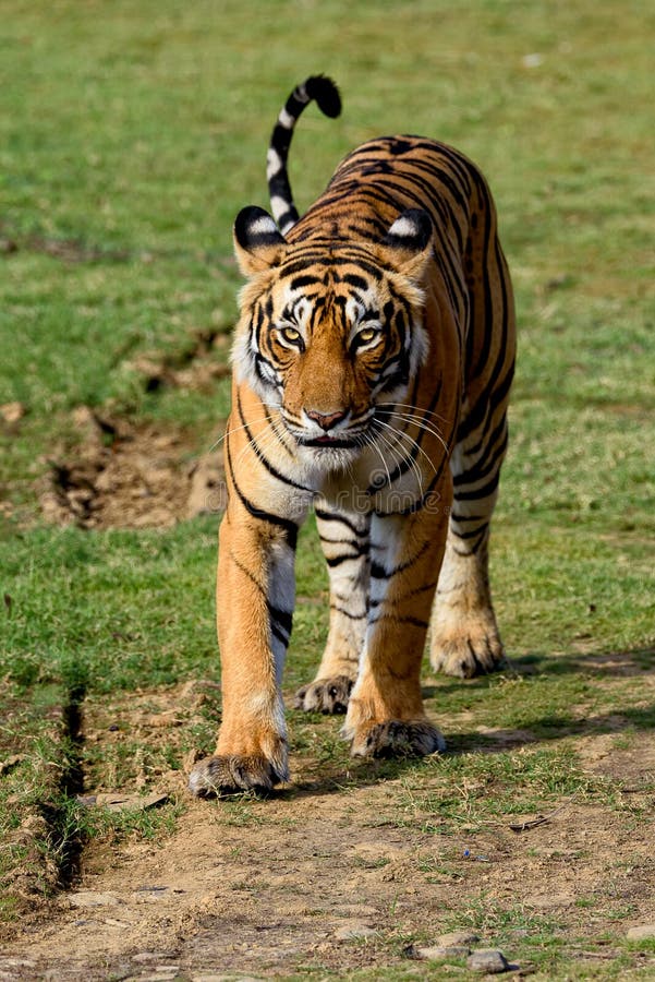 Tiger Walking Towards Camera Stock Photo - Image of prey, beast: 47147456
