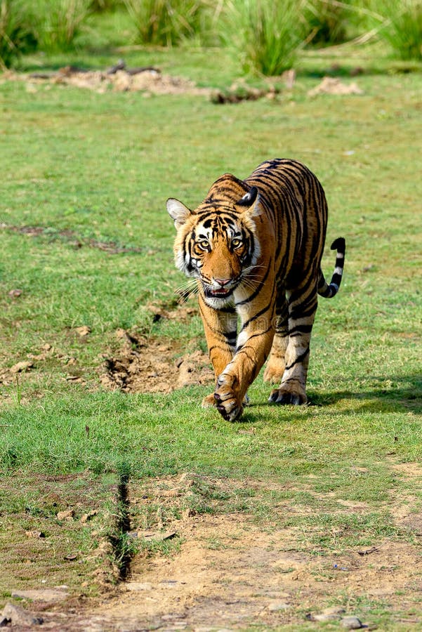 Tiger Walking Towards Camera Stock Photo - Image of animal, prey: 47147456