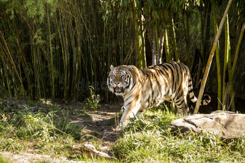 Tiger Walking Out from Dark Forest Stock Image - Image of stripes ...