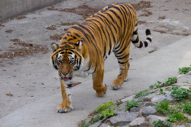 Tiger walking stock photo. Image of fauna, mammal, nature - 145474522