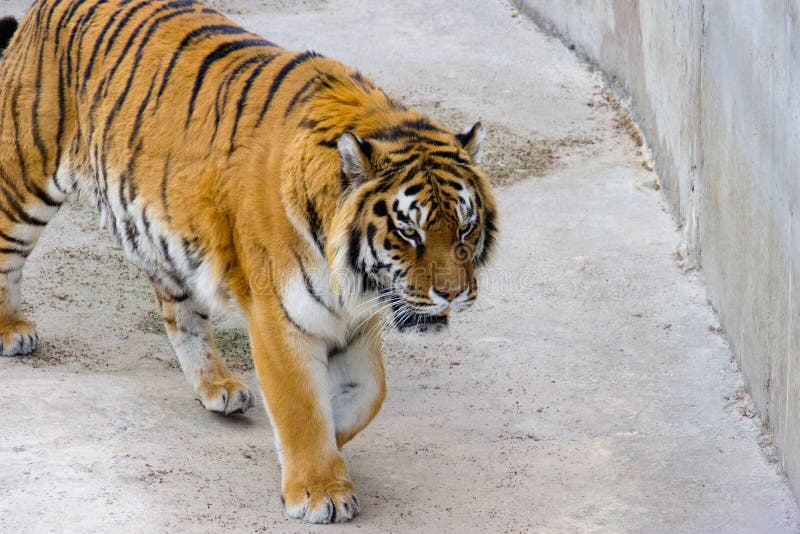 Tiger walking stock image. Image of tiger, strong, wild - 157608907