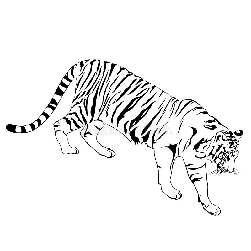 Tiger Walking Stride. Victor Stock Vector - Illustration of drawing ...