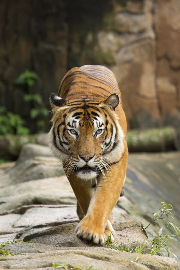 Tiger Walking Towards Camera Stock Photo - Image of walking, straight ...
