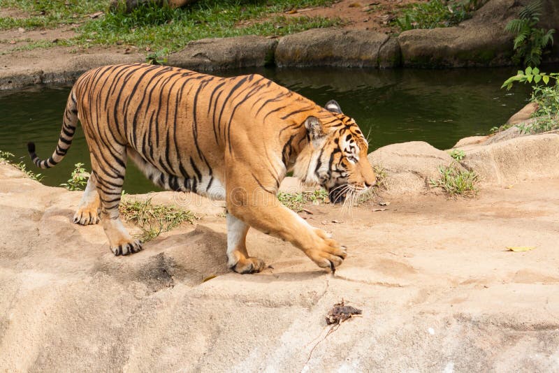 Tiger stock photo. Image of gaze, captivity, portrait - 34424134