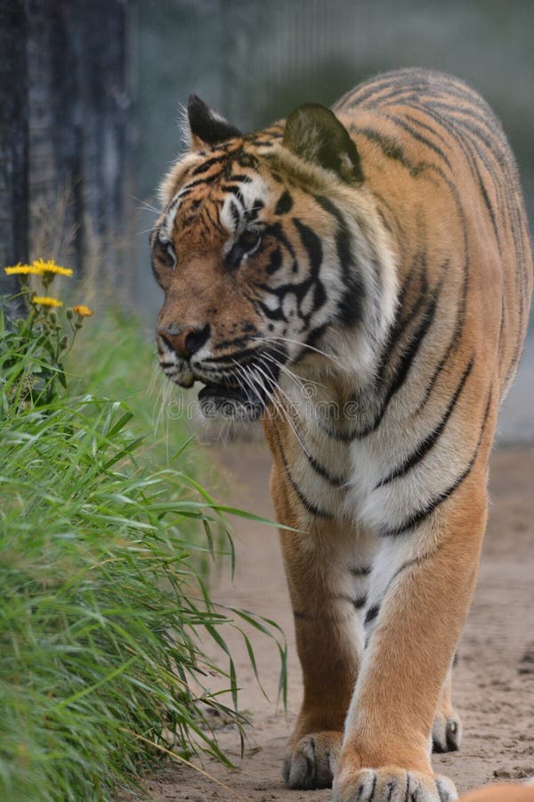 Tiger walking in zoo stock image. Image of wildlife - 376075199