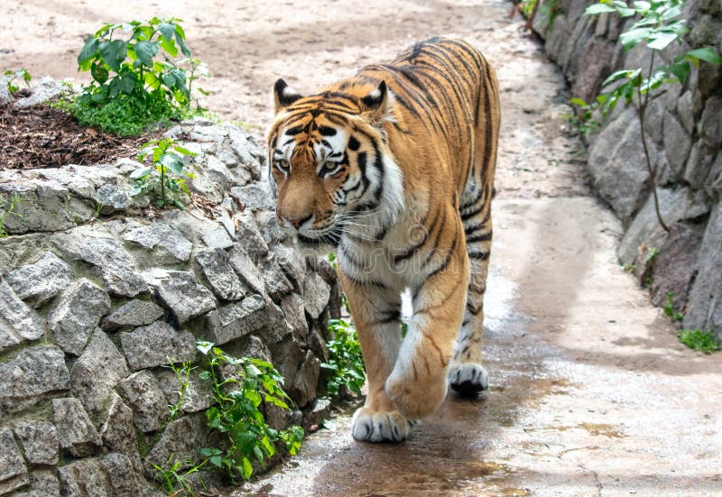 A tiger walks in the zoo stock image. Image of wildcat - 299845509