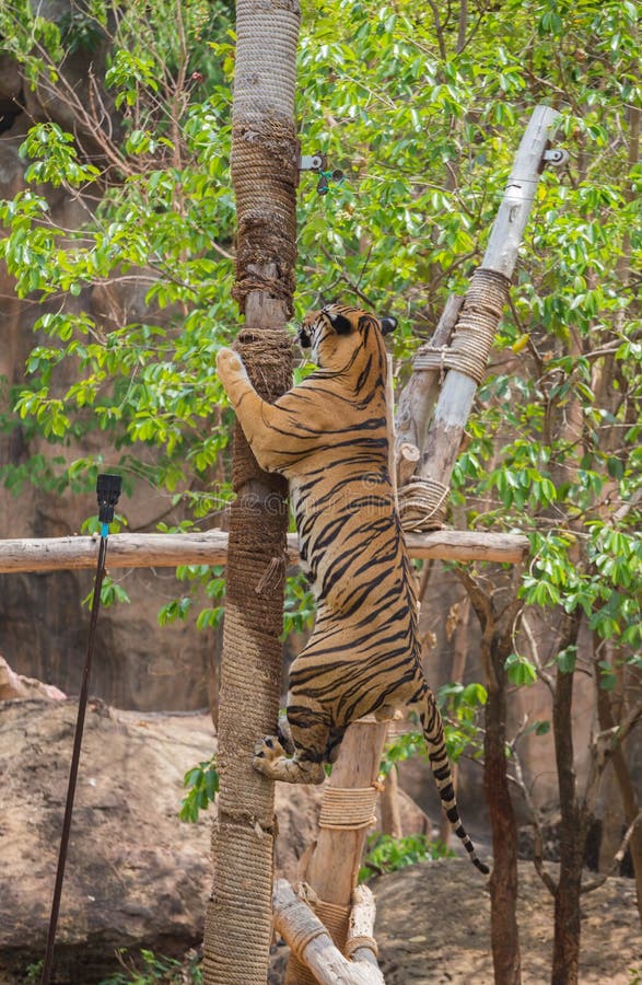 135 Tiger Climbing Tree Photos - Free & Royalty-Free Stock Photos from ...