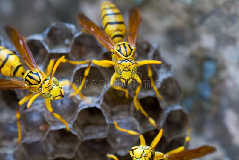 Tiger Wasps Stock Photos - Free & Royalty-Free Stock Photos from Dreamstime
