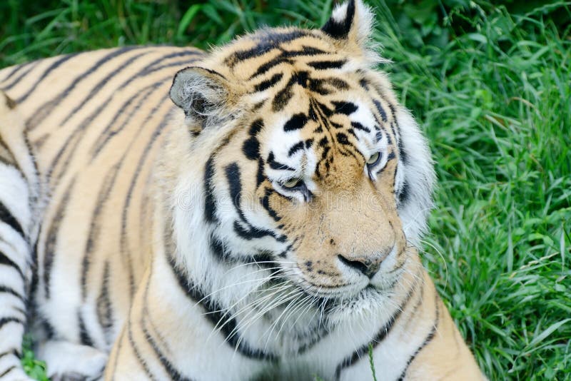 Tiger watching stock image. Image of looking, killer - 31829783