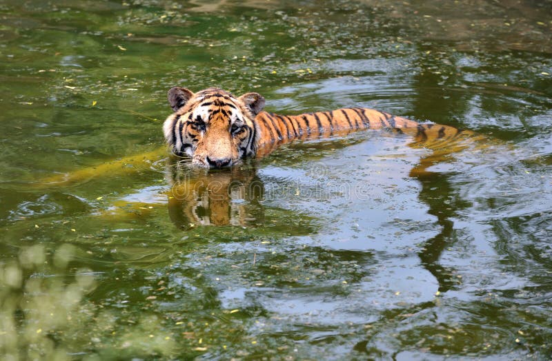 Malayan Tiger stock image. Image of wildlife, drink, plants - 190447
