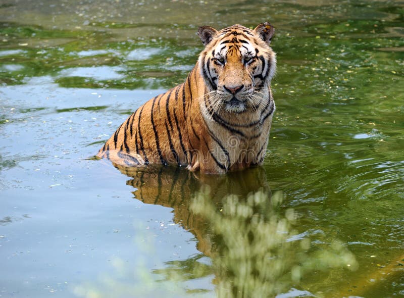 Tiger in water stock image. Image of pool, feline, color - 15532437