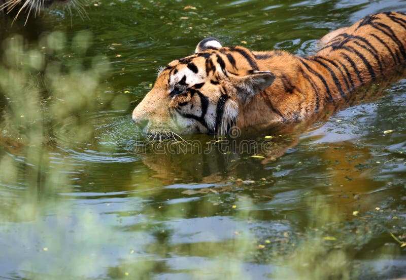 Tiger in water stock image. Image of large, males, river - 15532633