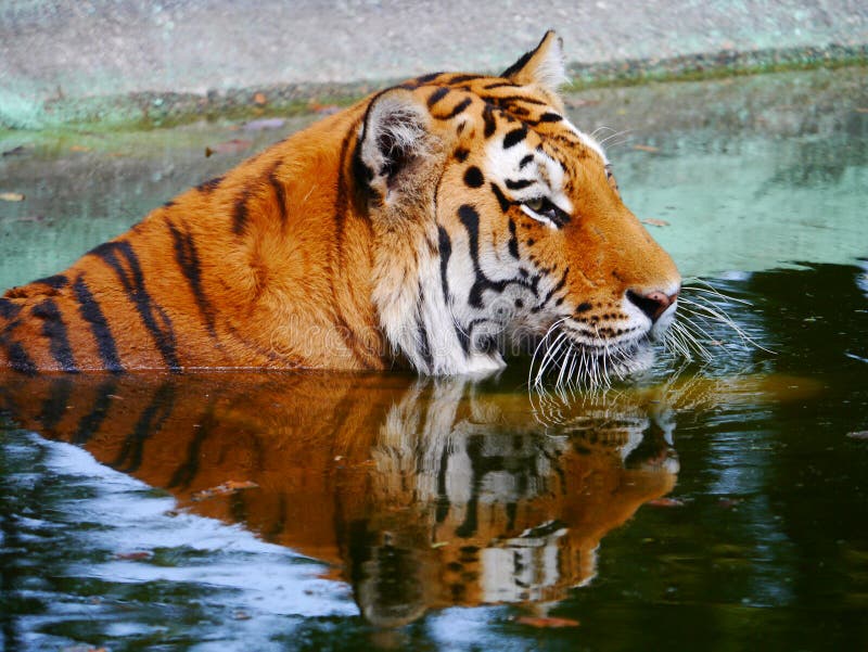 Tiger in the water stock photo. Image of swimming, feline - 21933512