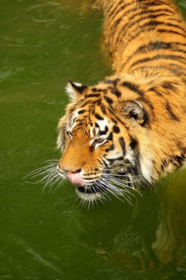 Tiger in water stock image. Image of animal, gaze, royal - 22380153