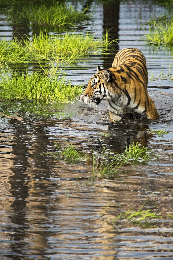 Tiger in Water stock image. Image of mammal, tiger, animal - 26331557
