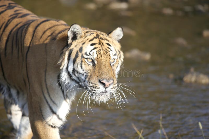 Tiger in water stock photo. Image of head, aggressive - 26810844