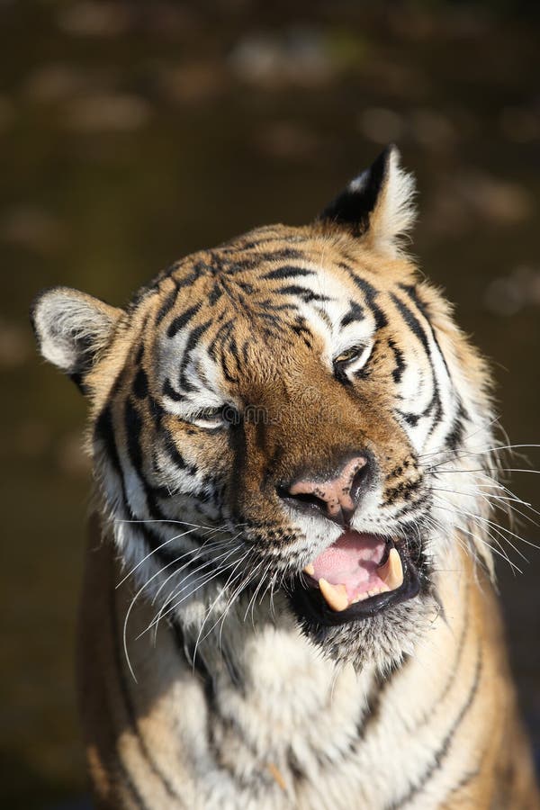 Tiger in water stock image. Image of scare, angry, aggressive - 26810857