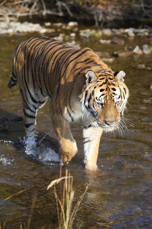 Tiger in water stock image. Image of jungle, hunter, beauty - 26810849