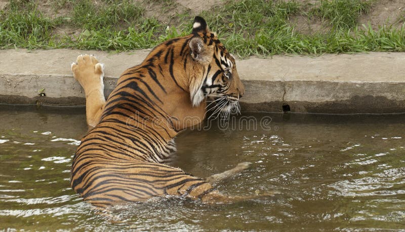 Tiger in the water stock photo. Image of exotic, vivid - 26879742